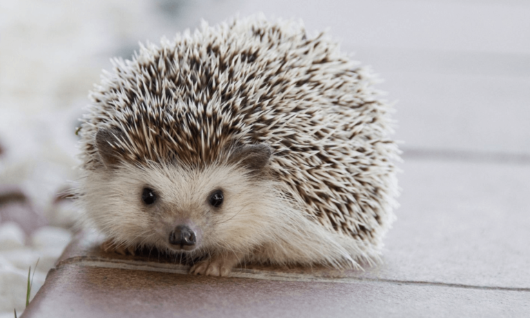Everything You Need To Know About Owning A Pet Hedgehog