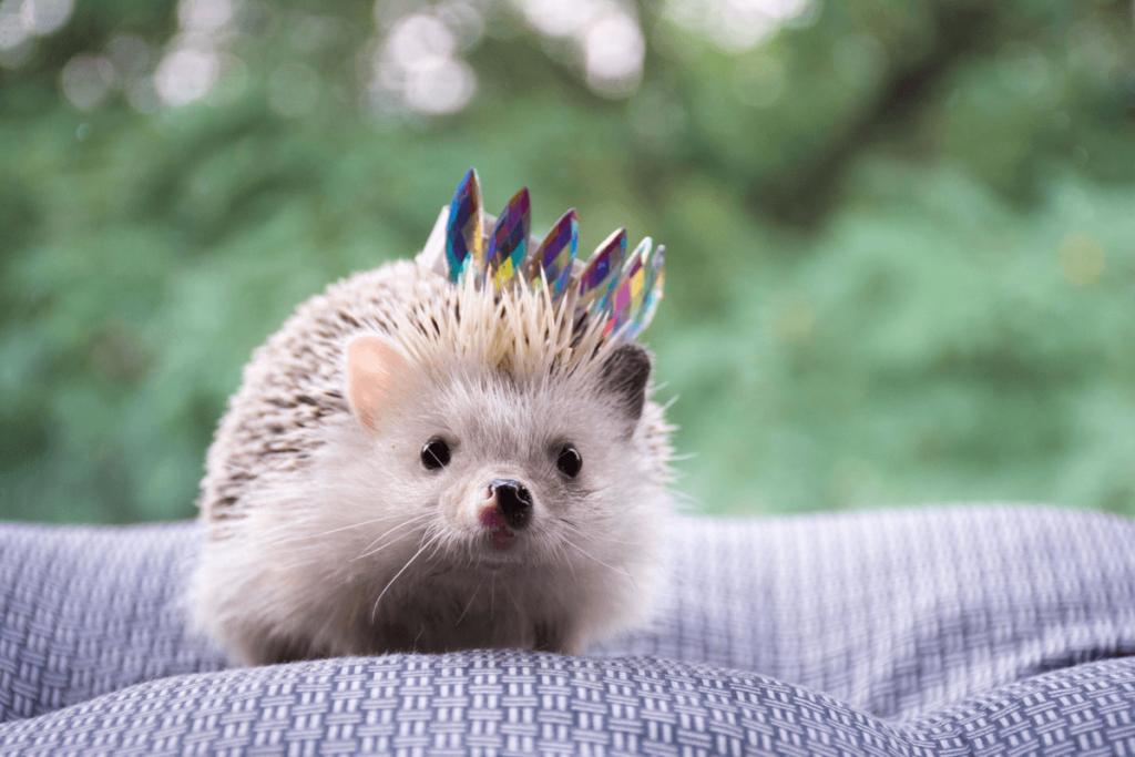 Hedgehog Lifespan: How Long Do They Live?