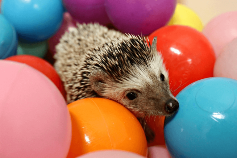 Everything You Need To Know About Owning A Pet Hedgehog