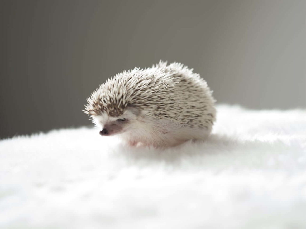 How To Bathe A Hedgehog: The Correct Method