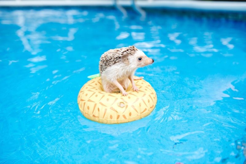 Can Hedgehogs Swim? Everything You Need To Know